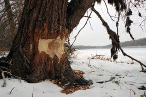 How to Tune the Number and Size of Decision Trees with XGBoost in Python ...