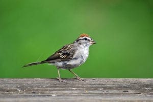 Linear Regression Tutorial Using Gradient Descent for Machine Learning ...