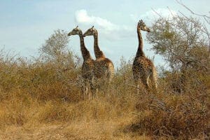 How to Develop an Ensemble of Deep Learning Models in Keras ...