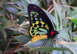 Probabilistic Model Selection with AIC, BIC, and MDL