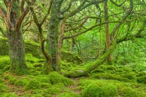 How to Develop an Extra Trees Ensemble with Python ...