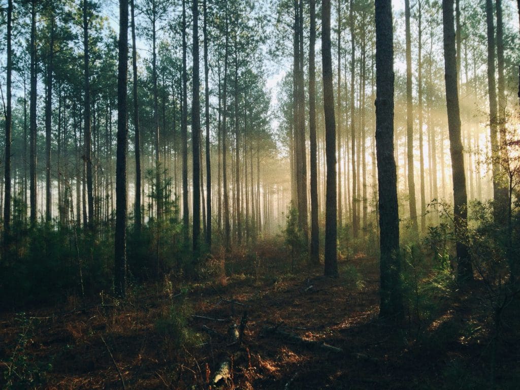 From Single Trees to Forests: Enhancing Real Estate Predictions with ...